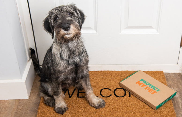 Our vet's guide to helping you choose a healthy happy puppy