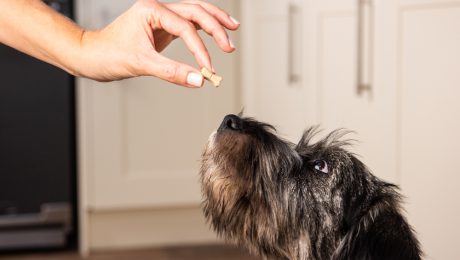 Our practical advice on how to give your dog a worming tablet